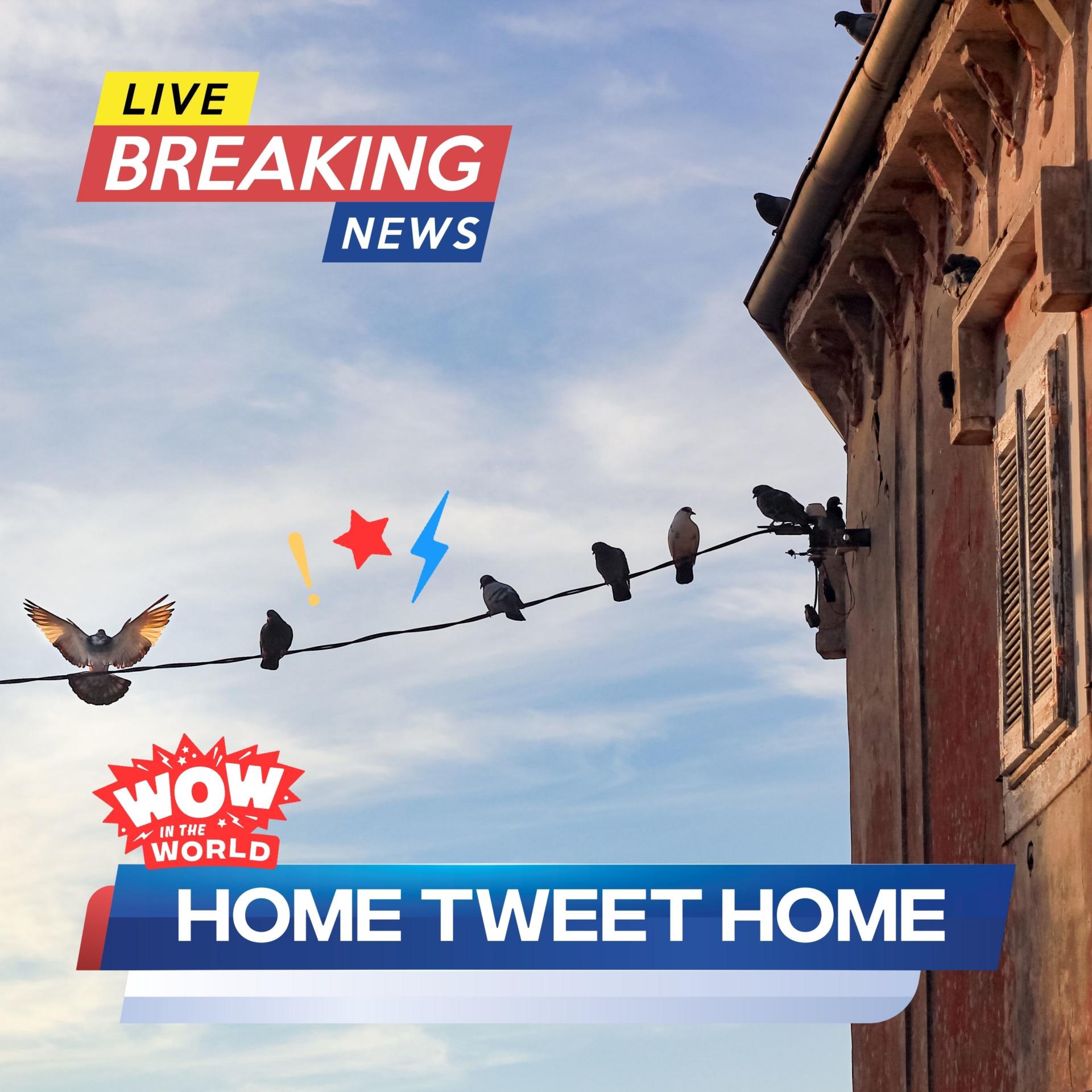 Home Tweet Home - Which Nest Is Best? - Tinkercast