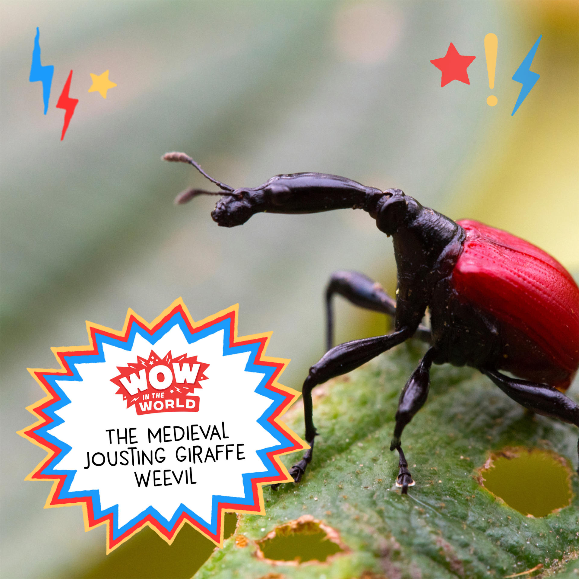 The Medieval Jousting Giraffe Weevil - Tinkercast