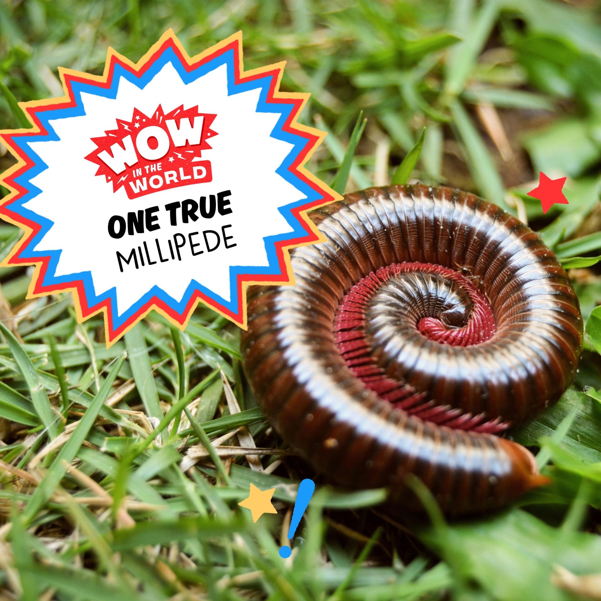 One True Millipede - Tinkercast