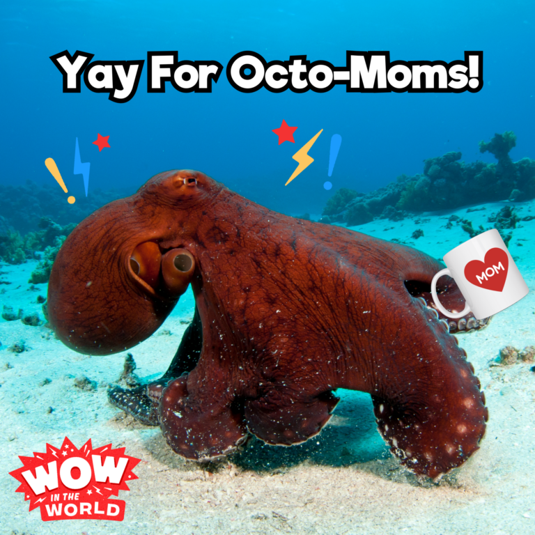 Yay For Octo-Moms! - Tinkercast