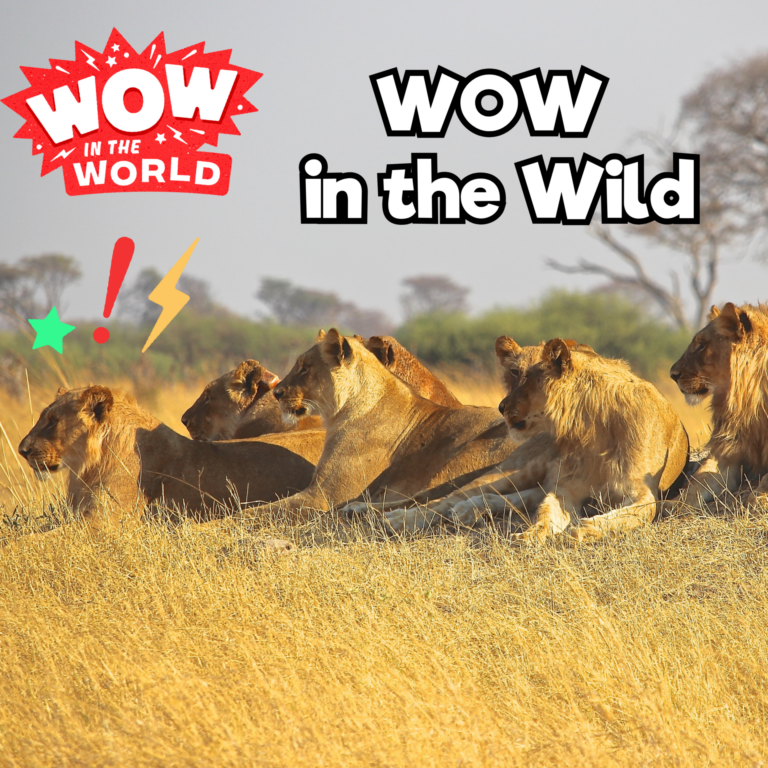 Wow in the Wild - Tinkercast